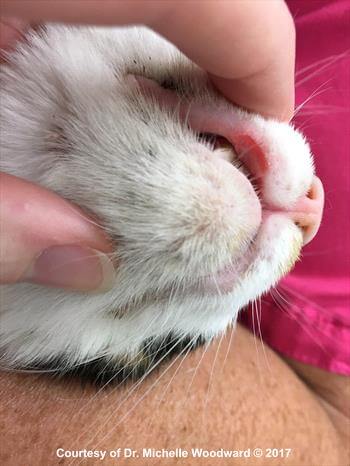 Rodent Ulcer: Causes, Symptoms, and Treatment Options - Bloomsies