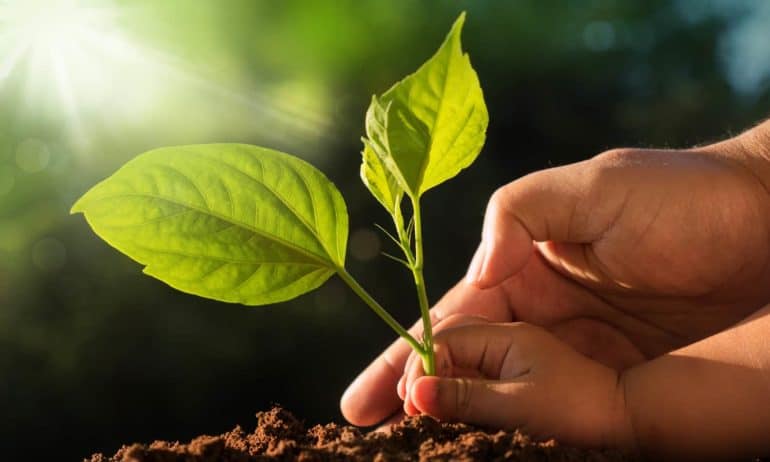 Healthy Land: The Foundation for Sustainable Agriculture - Bloomsies