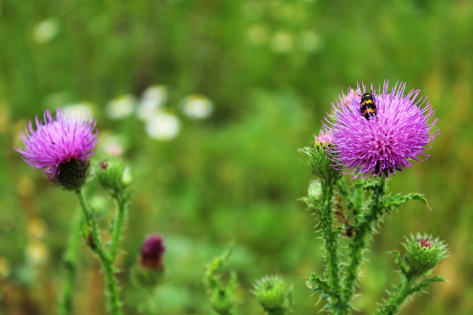 Harvesting Milk Thistle: A Comprehensive Guide for Farming and ...